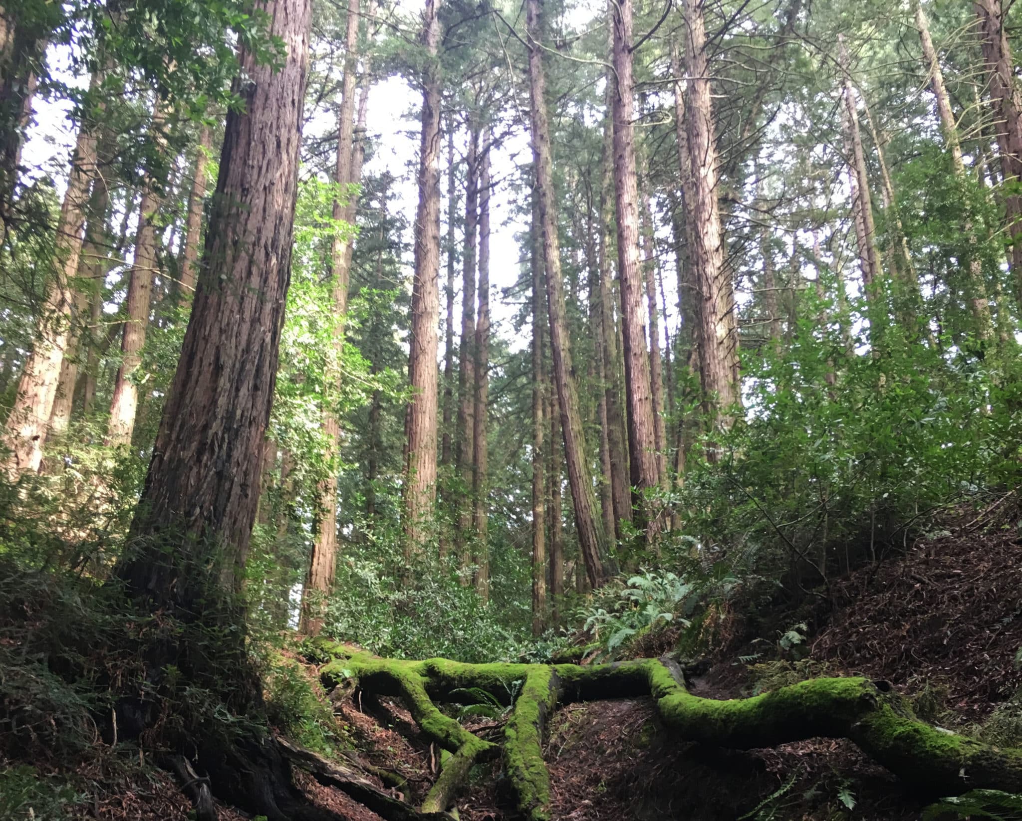 A Loop Around Joaquin Miller Park - Greenbelt Alliance