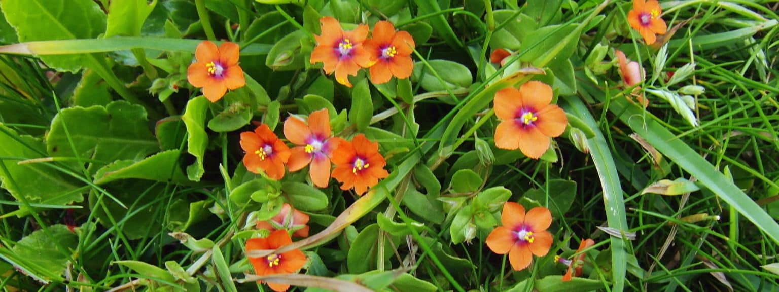 A Couple of Neighborhood Flowers - Greenbelt Alliance